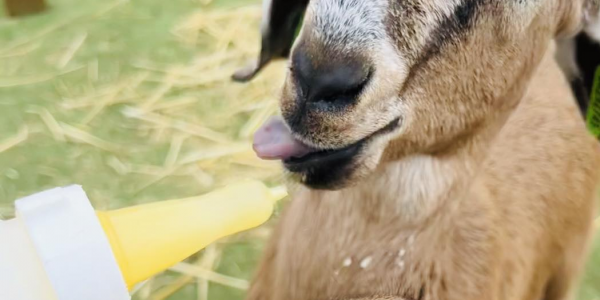 Goat Bottle Feeding Experience, Quex Adventure Farm Park, Birchington ...