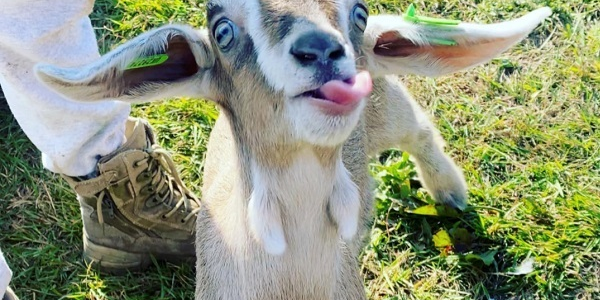 Goat Walking, Quex Adventure Farm Park, Birchington - Visit Thanet