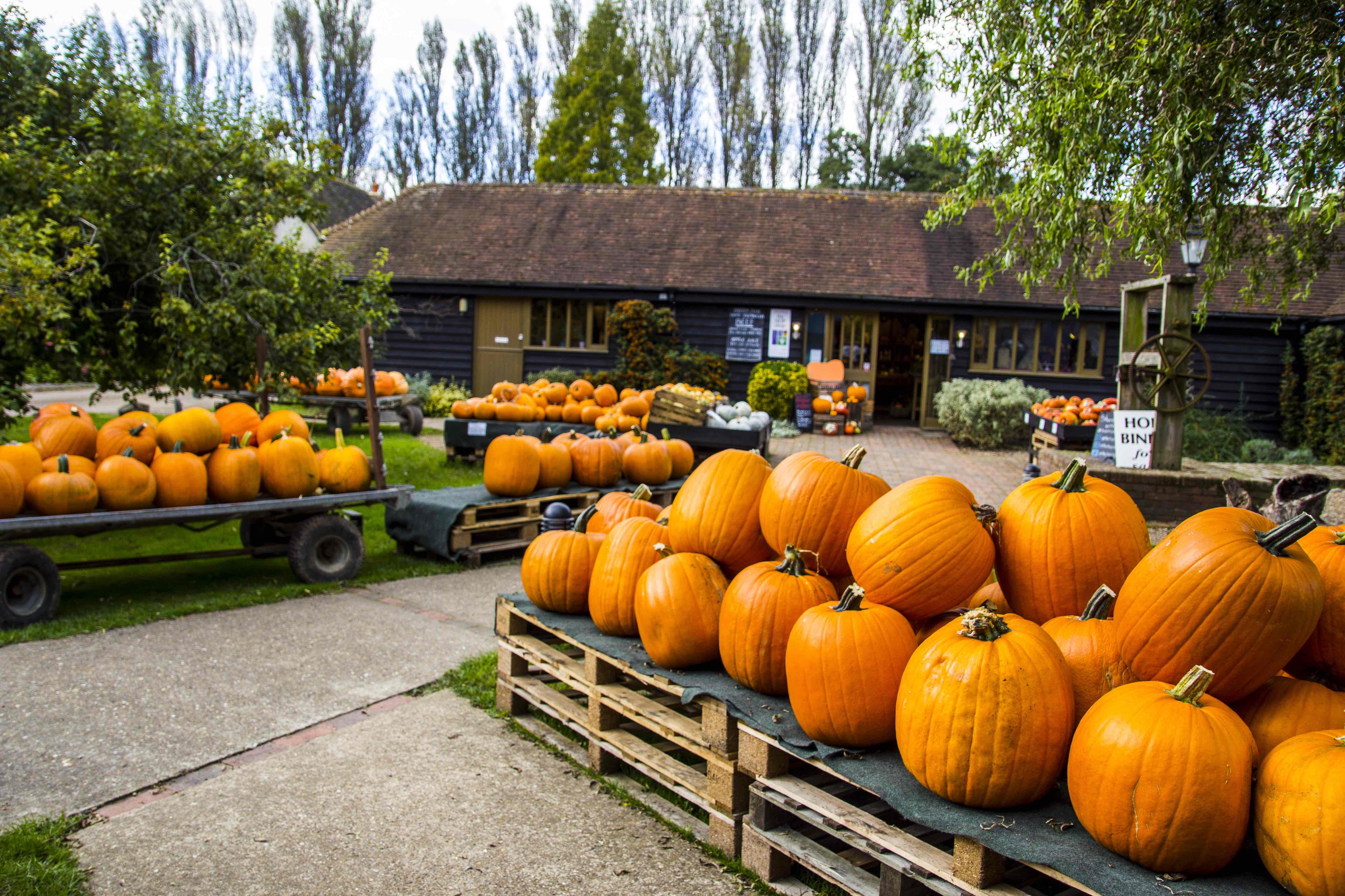 The Hop Shop | Things to Do in Kent - Visit Thanet