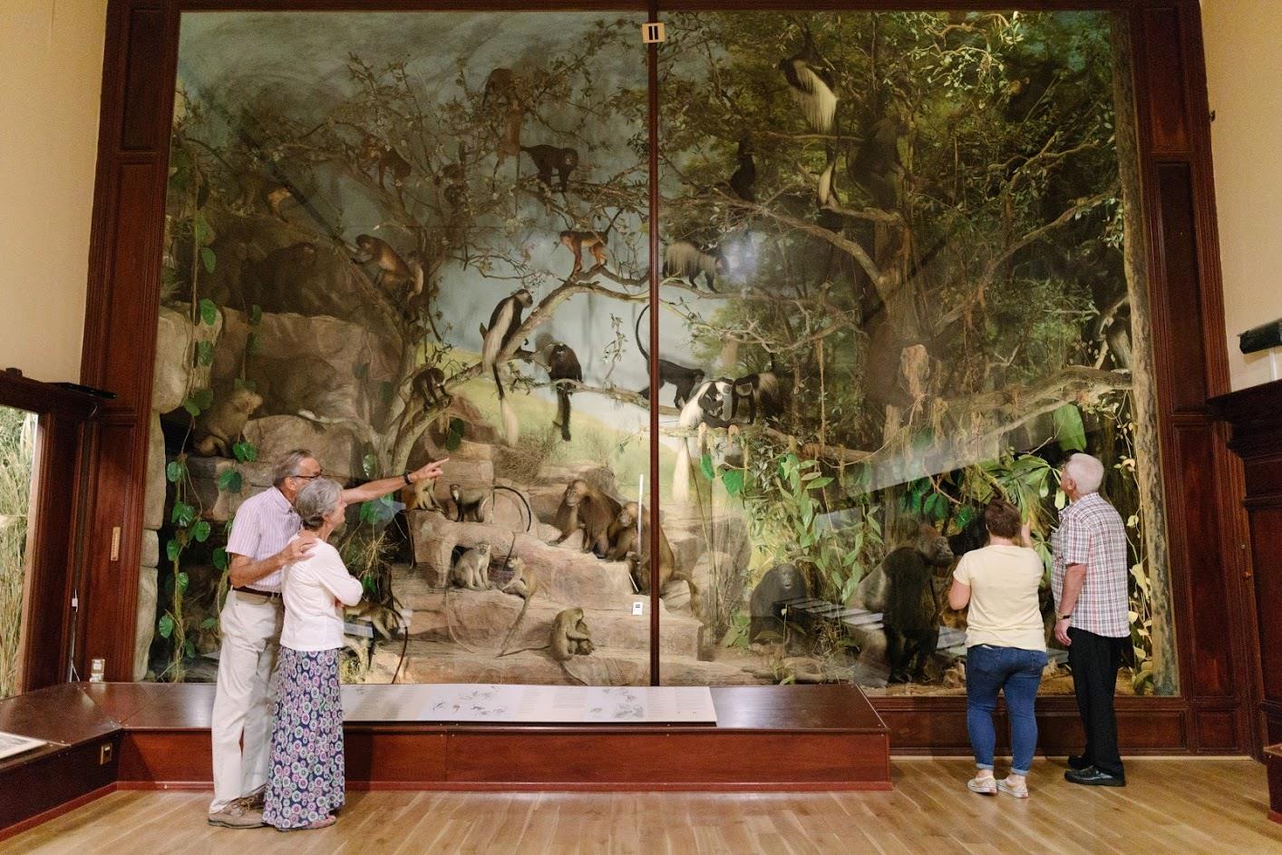 The Powell-Cotton Museum, Quex House and Gardens, Birchington - Visit ...