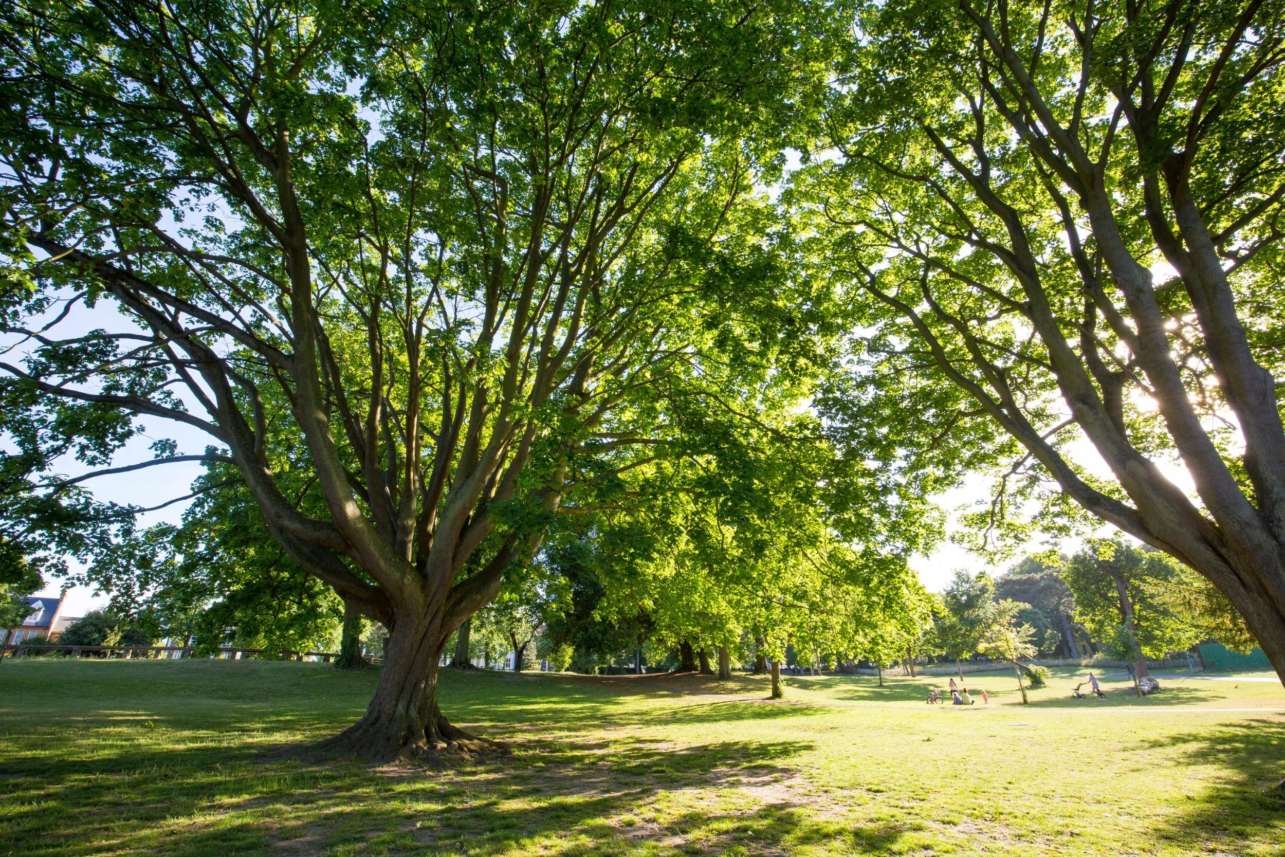 Explore and enjoy the parks and greenspaces of Margate, Broadstairs and ...